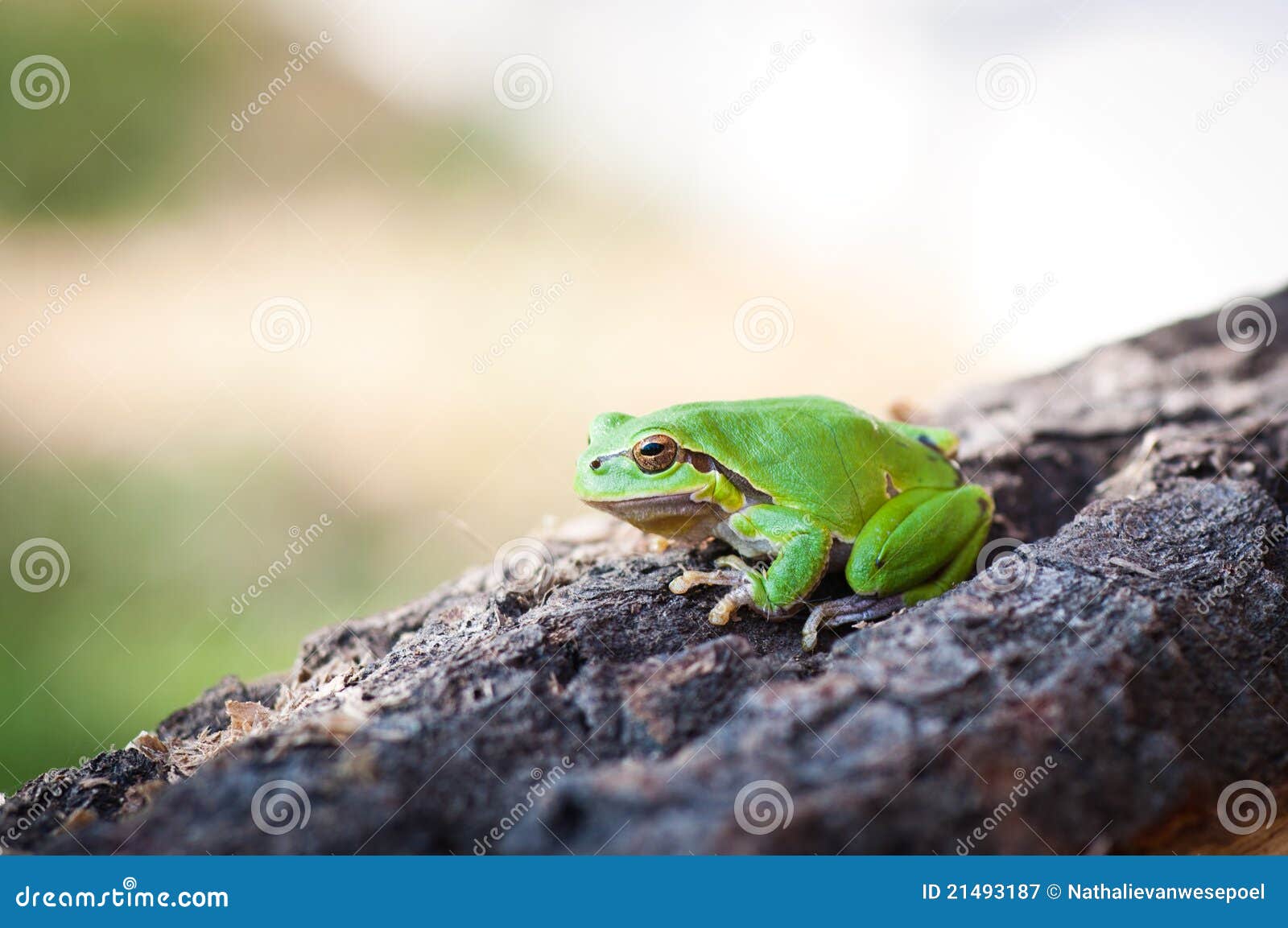 Little tree frog stock image. Image of frog, closeup - 21493187