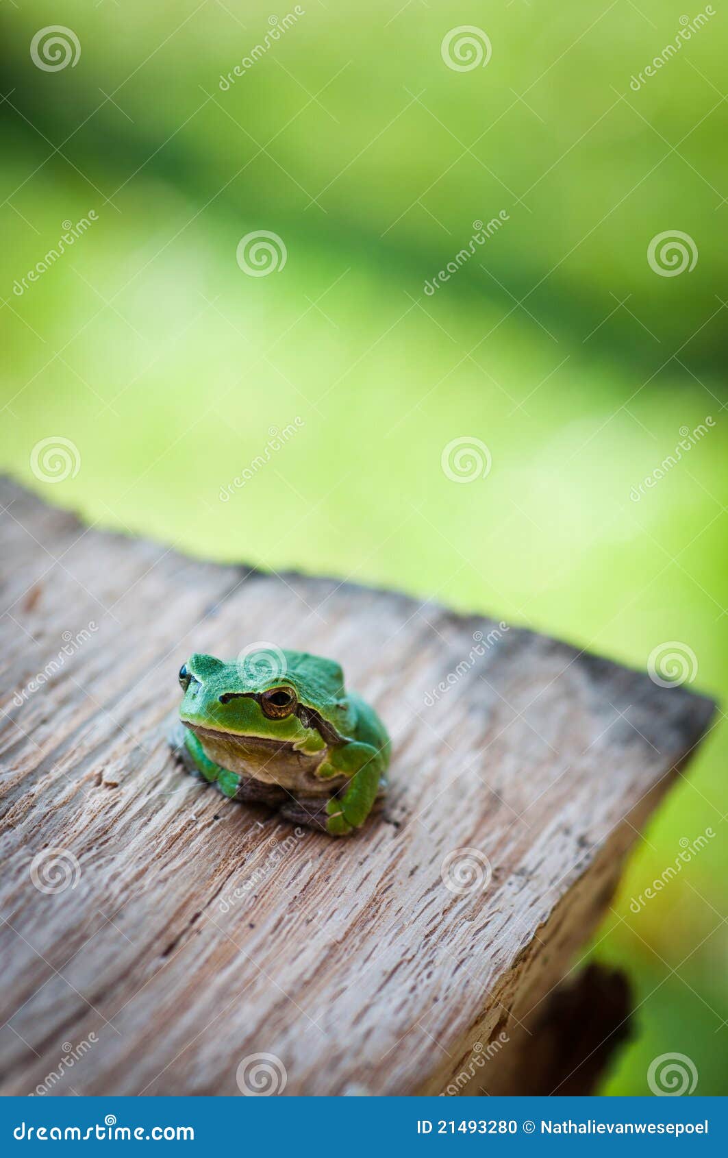 Little tree frog stock photo. Image of tiny, close, backyard - 21493280