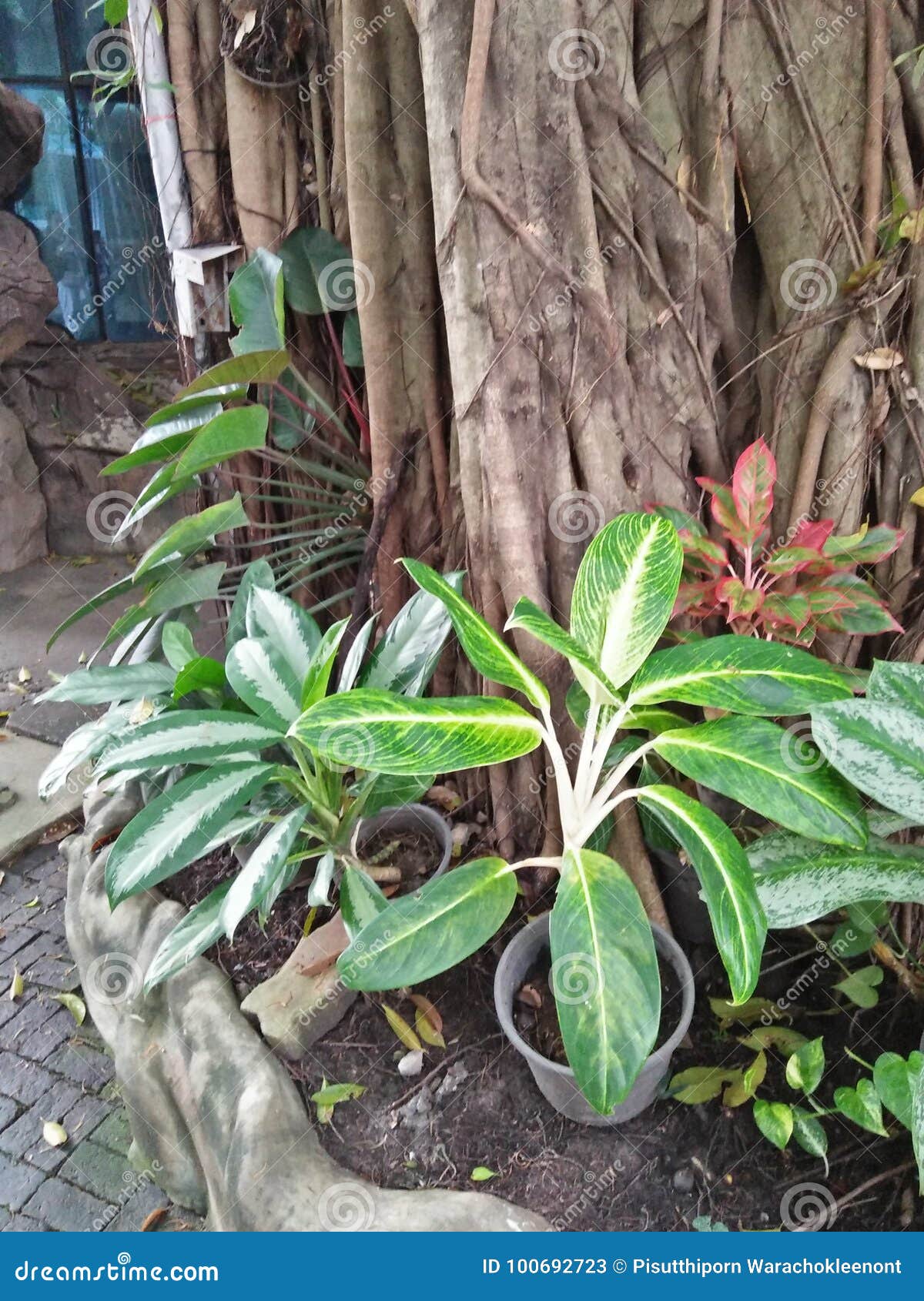 Little tree in garden stock image. Image of tree, garden - 100692723