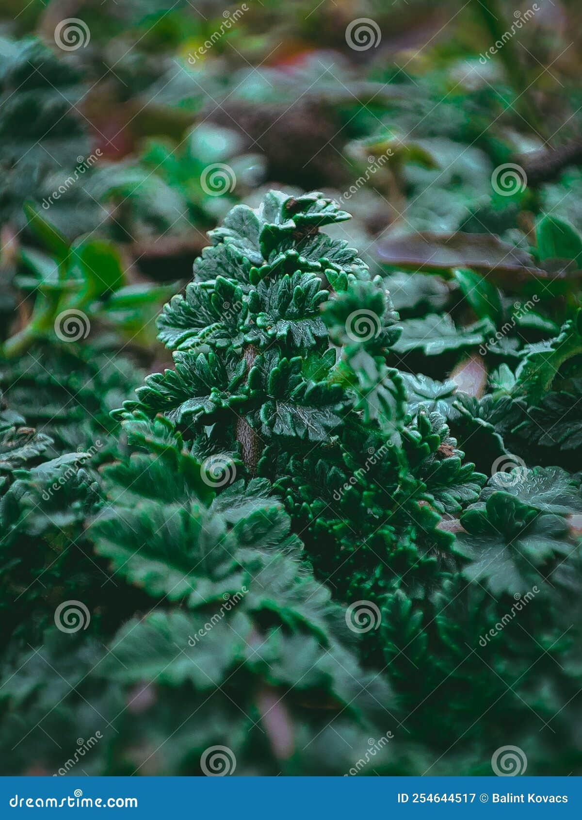 Little tree in grass stock image. Image of branch, tree - 254644517