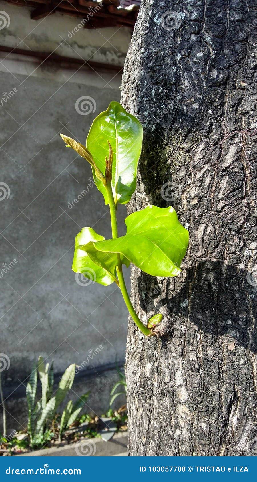 Little tree stock photo. Image of green, little, tree - 103057708