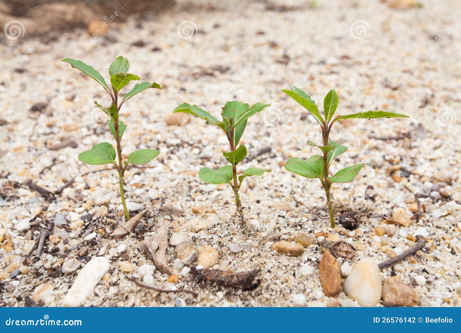 Little tree grow stock photo. Image of flourish, fresh - 26576142