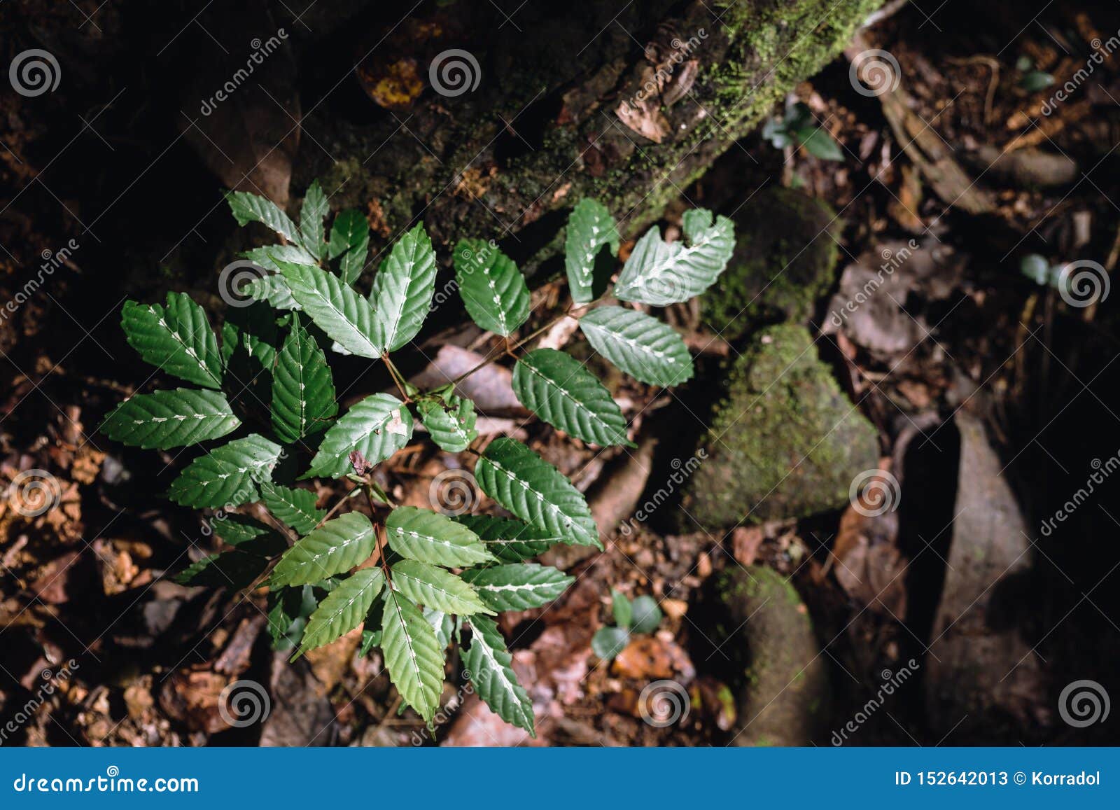 Little Tree Grow on the Ground in the Forest Stock Image - Image of ...
