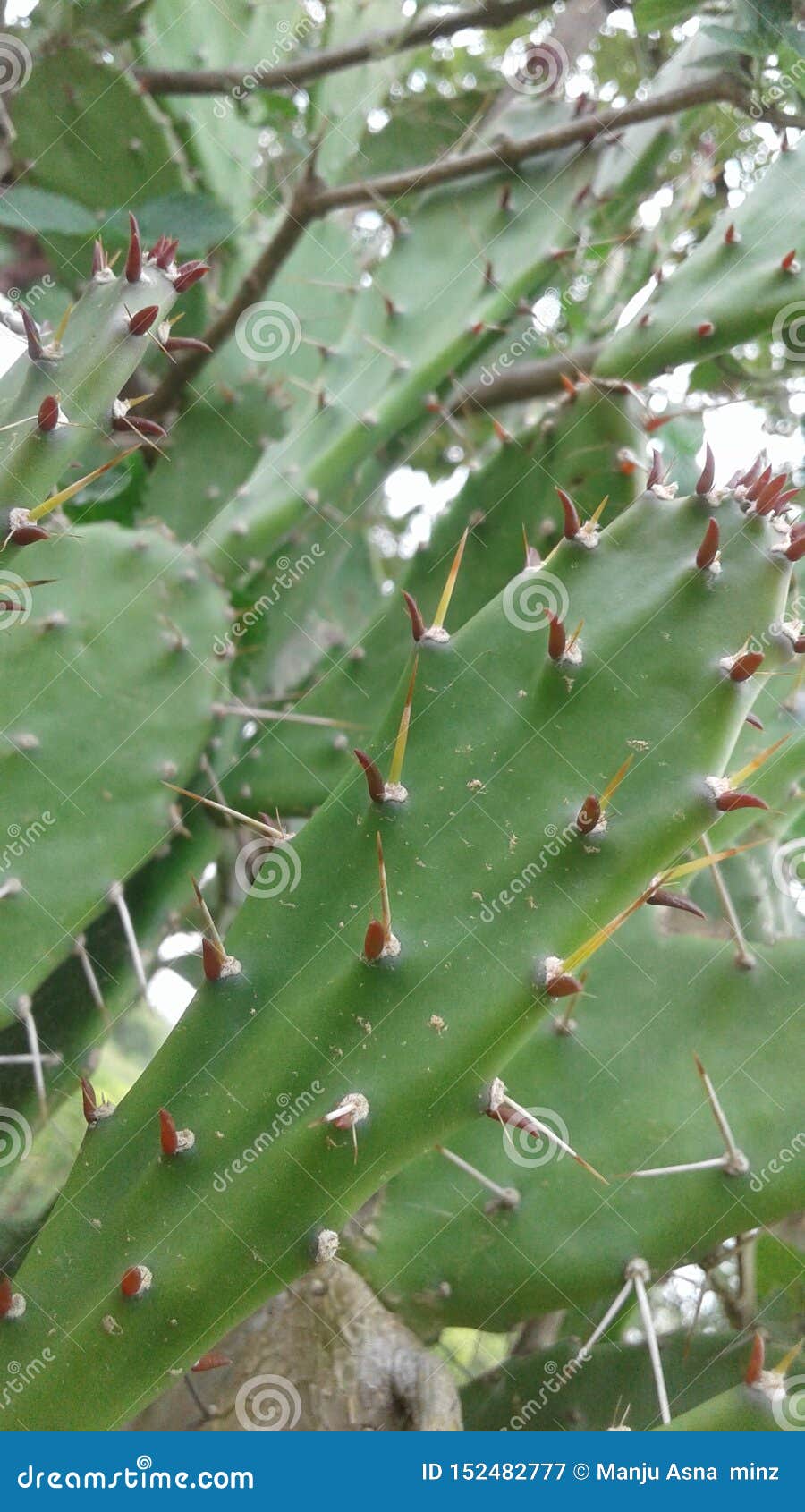 A Little Tree Grow& X27;s in Send Looking Beautiful Stock Image - Image ...