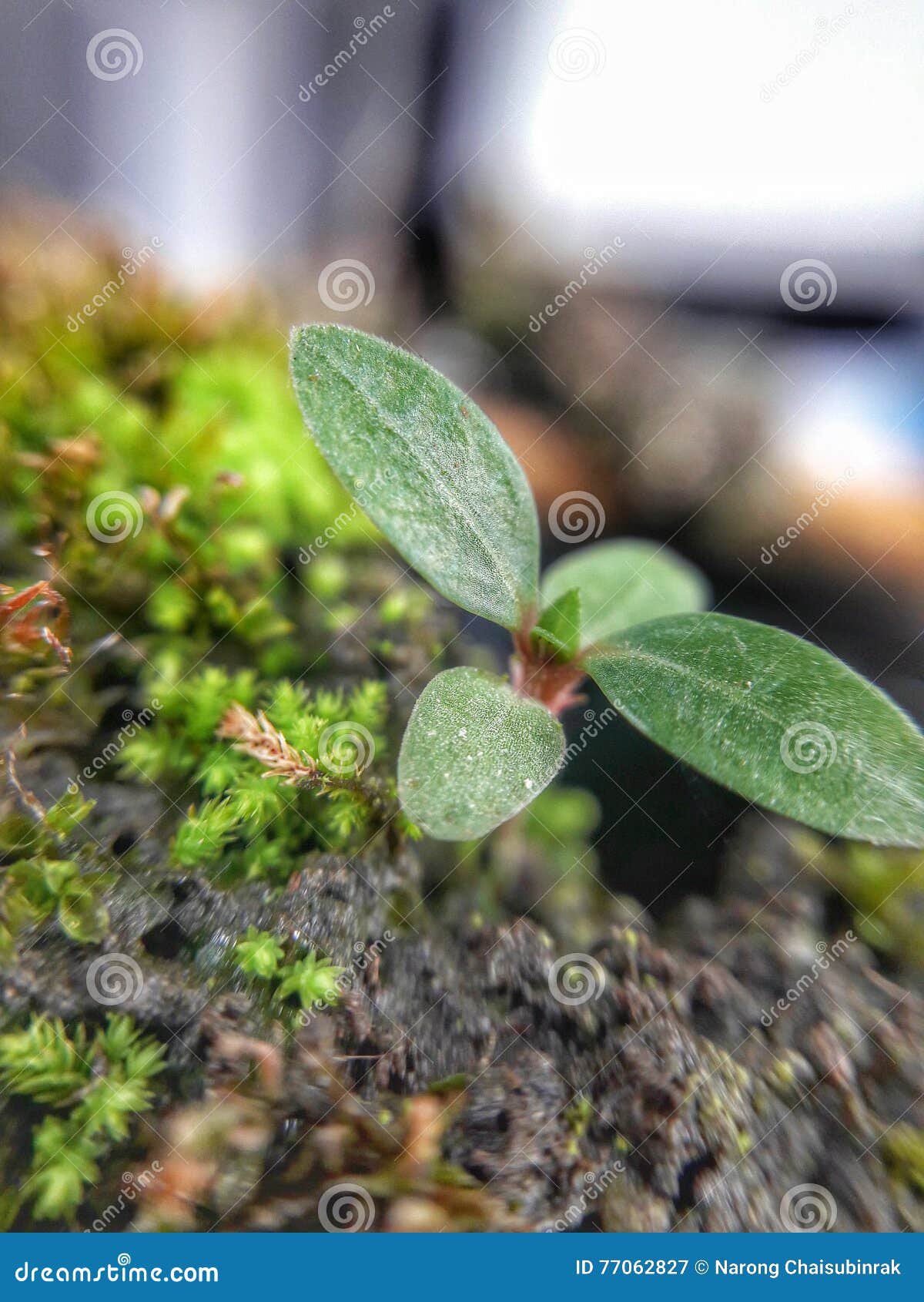Little Tree stock image. Image of little, plant, soil - 77062827