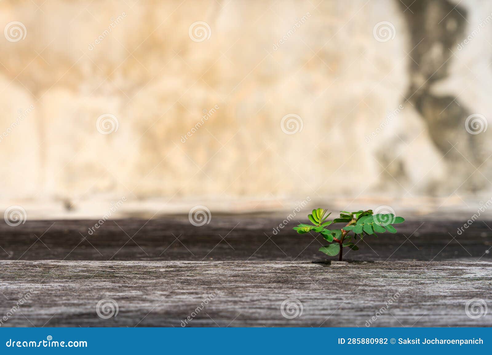 Little Tree Grow Up from the Wood (Right) Stock Photo - Image of hope ...