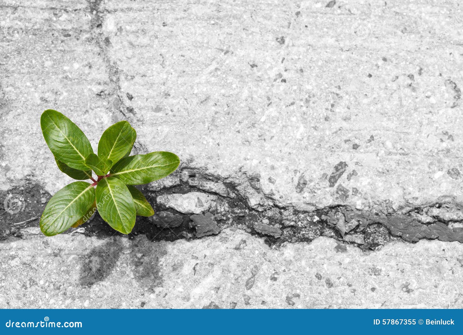 Little Tree Growing from Cracked Concrete Stock Image - Image of ...