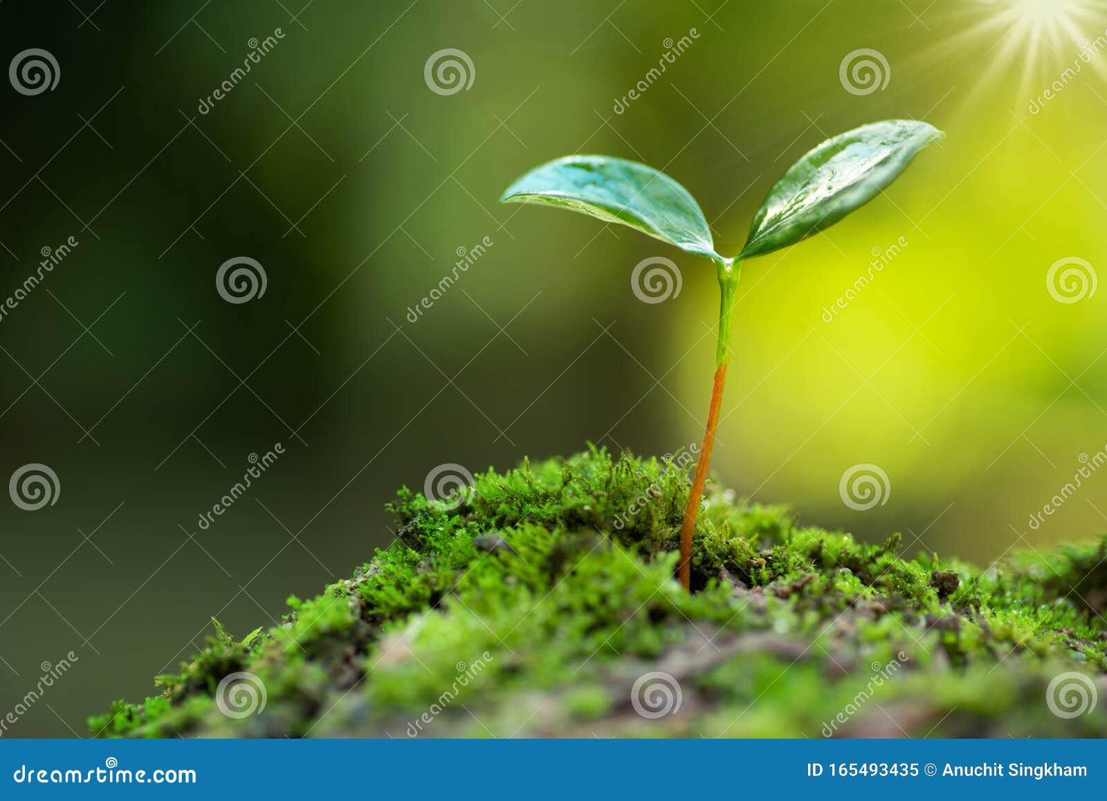 Little Tree Growing on Moss with Sunlight and Green Environment Stock ...
