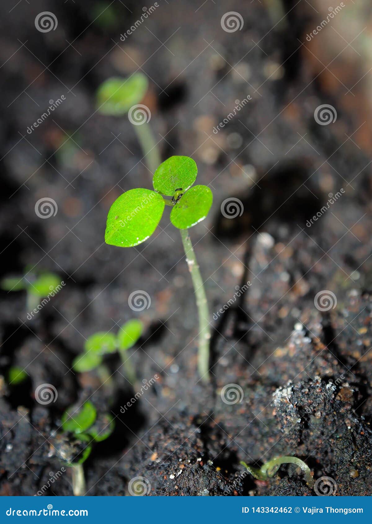 A Little Tree Growing from a Small Seed Stock Photo - Image of nature ...