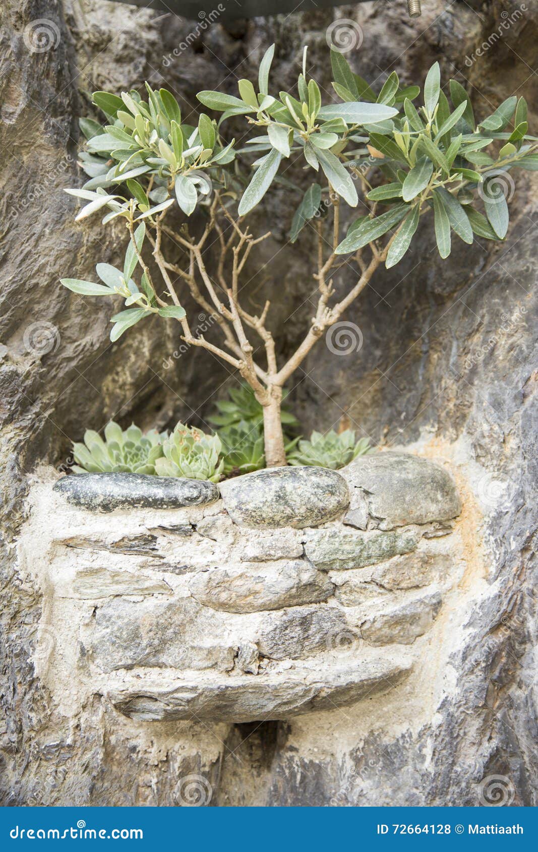 Little Tree Growing on a Wall Stock Photo - Image of cling, background ...