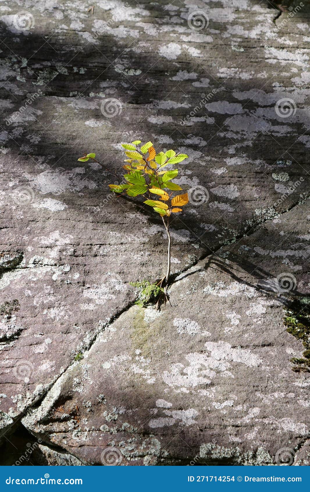 Little Tree Grows in a Crack in Rock Stock Photo - Image of woodland ...