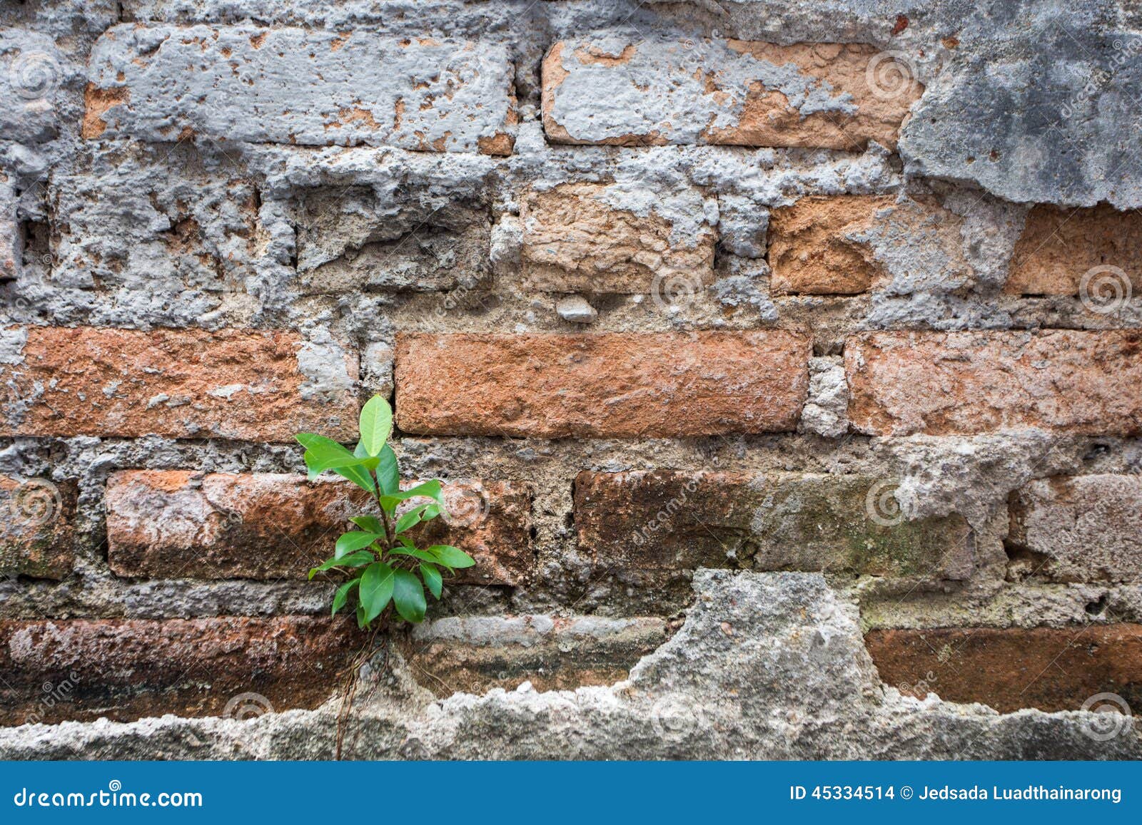 Little Tree Growth on Old Bricks Wall Background Stock Photo - Image of ...