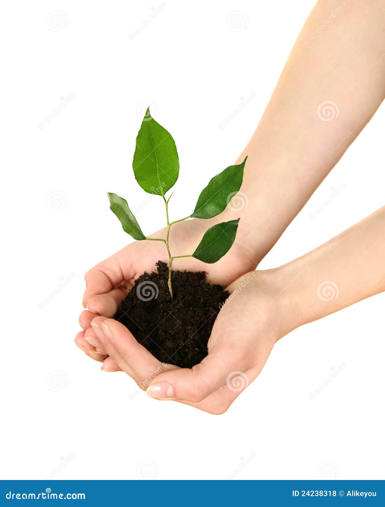 Little tree at the hands stock photo. Image of fragility - 24238318