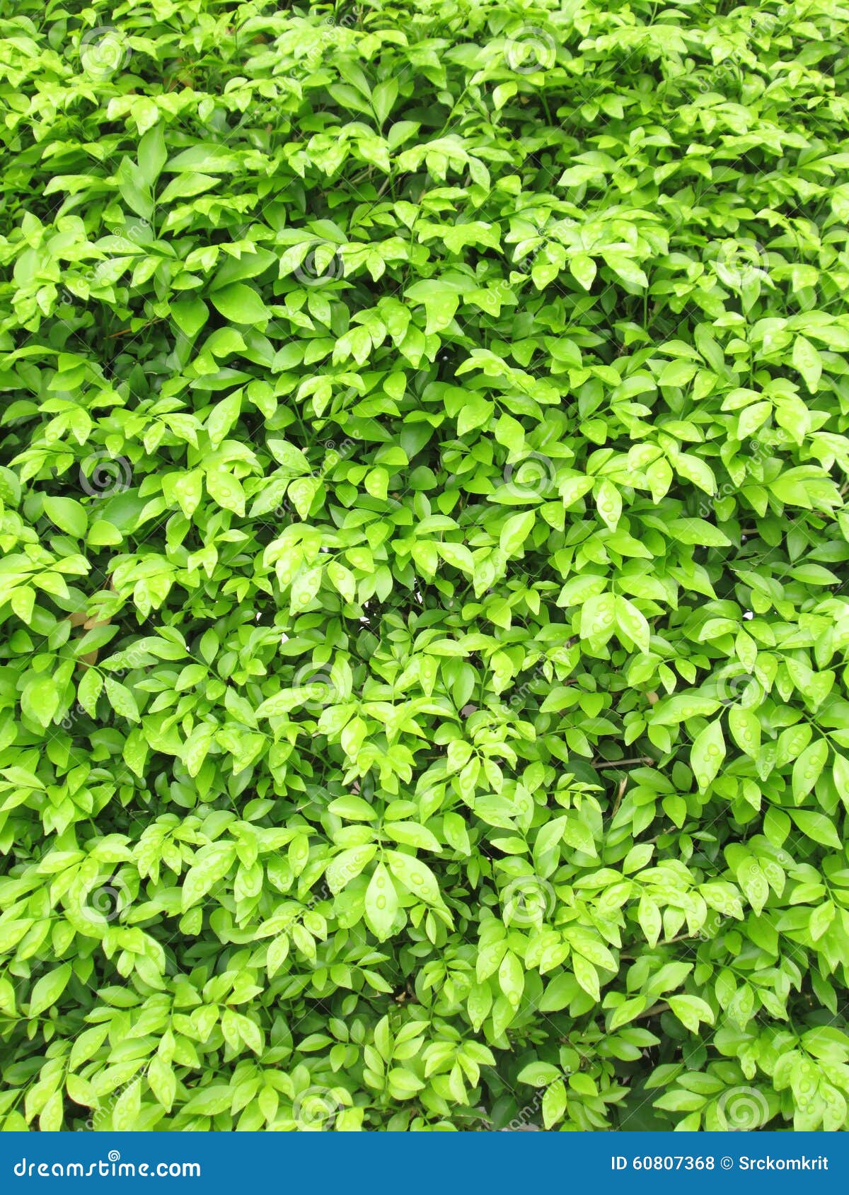 Little Tree Leaves. Leaves or Tree Texture Stock Photo - Image of ...