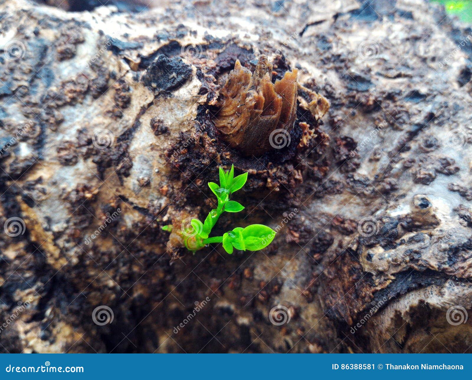 Little tree stock image. Image of natural, branch, leave - 86388581