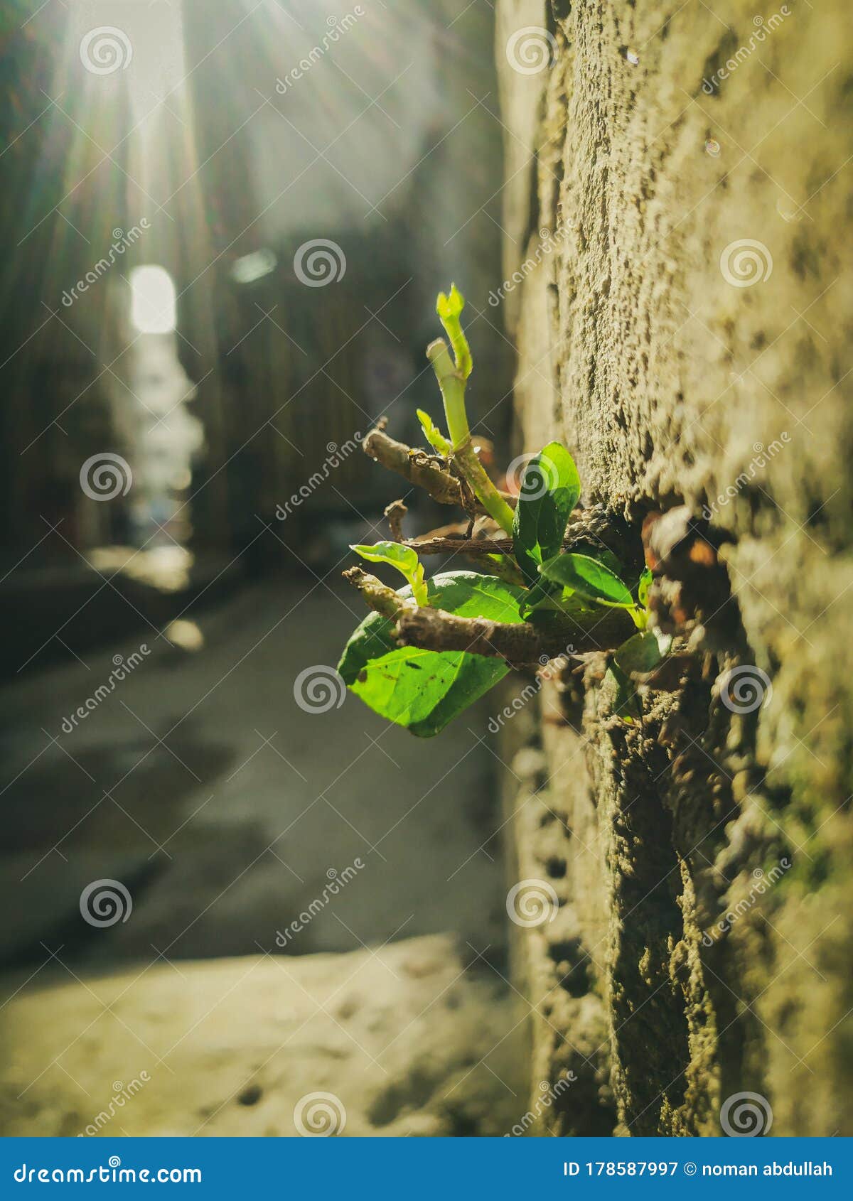 Little tree stock image. Image of animal, amphibian - 178587997
