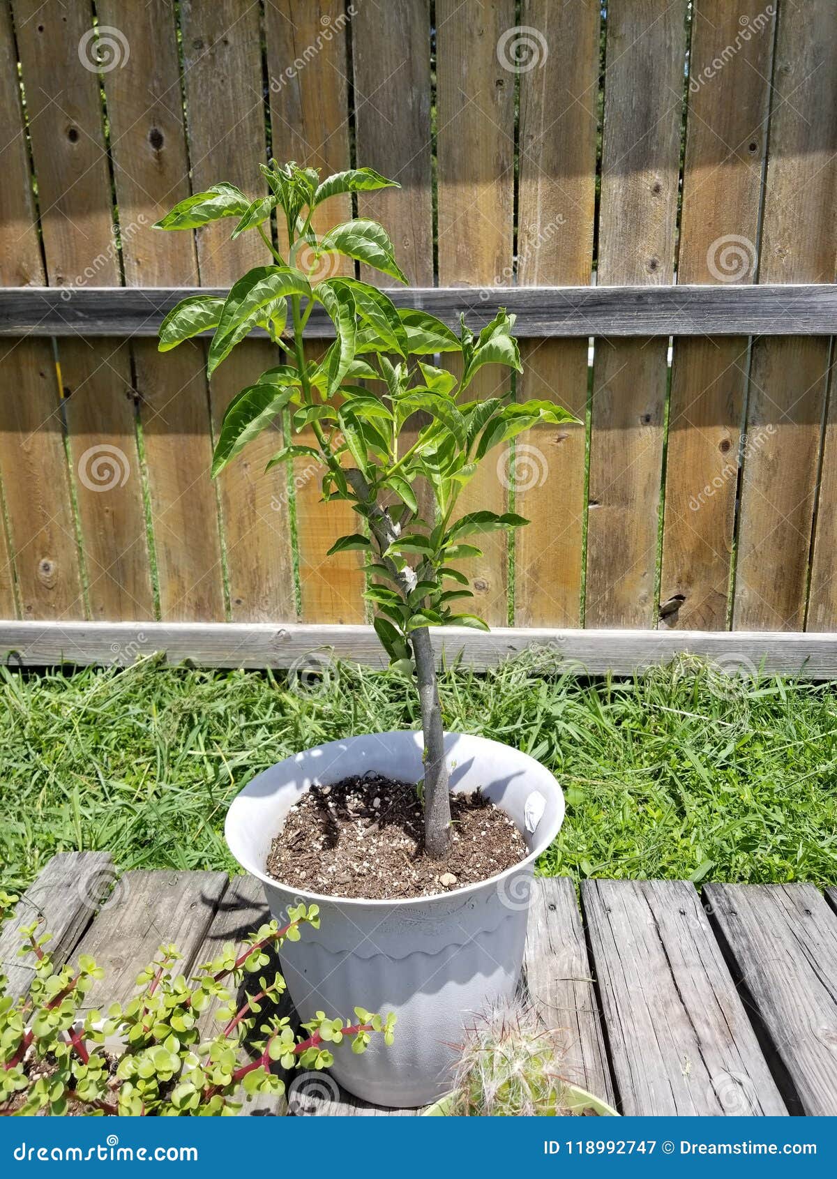 Baobab stock image. Image of home, tree, little, baobab - 118992747