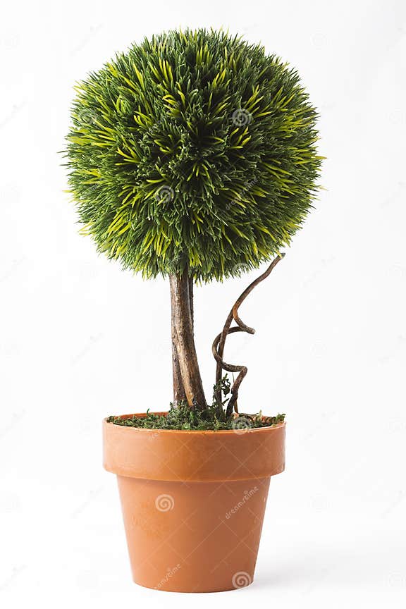 Little tree in a pot stock photo. Image of ecology, young - 50056414