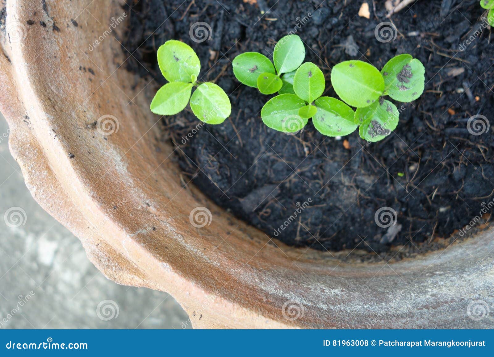 Little tree pot stock photo. Image of branch, decorative - 81963008