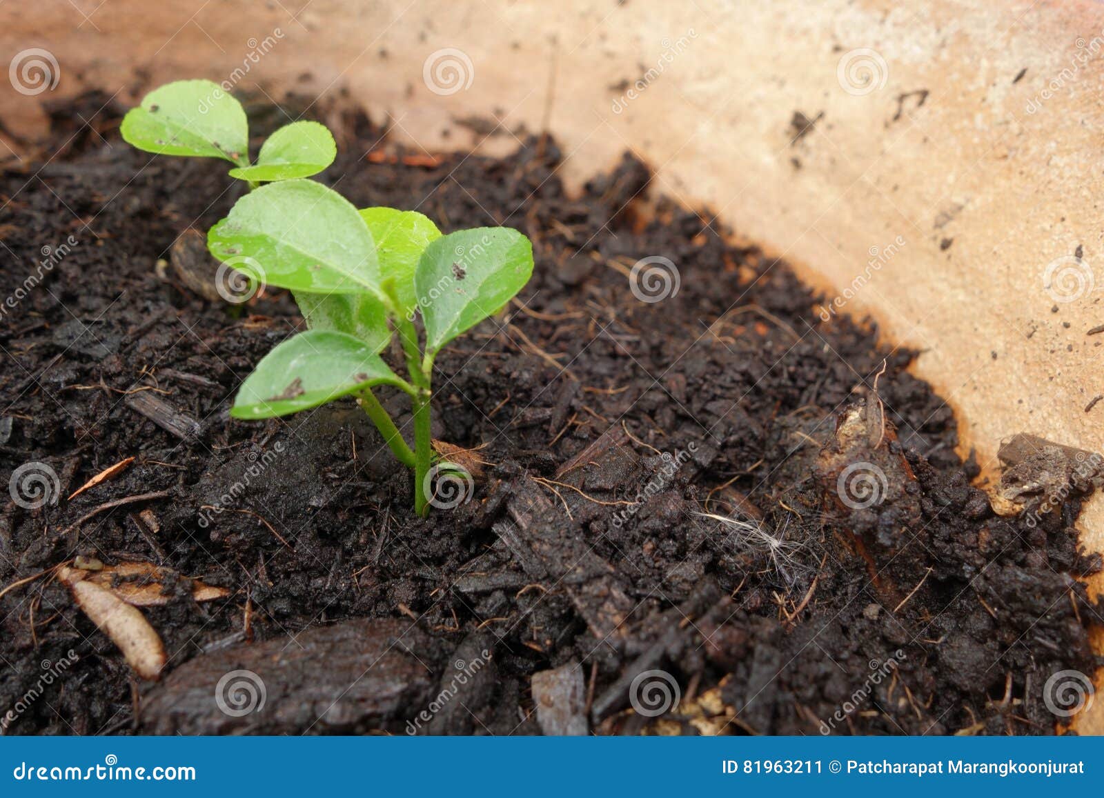 Little tree pot stock image. Image of beauty, asia, decorative - 81963211