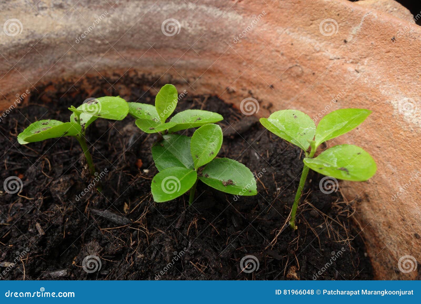 Little tree pot stock photo. Image of chinese, asia, foliage - 81966048
