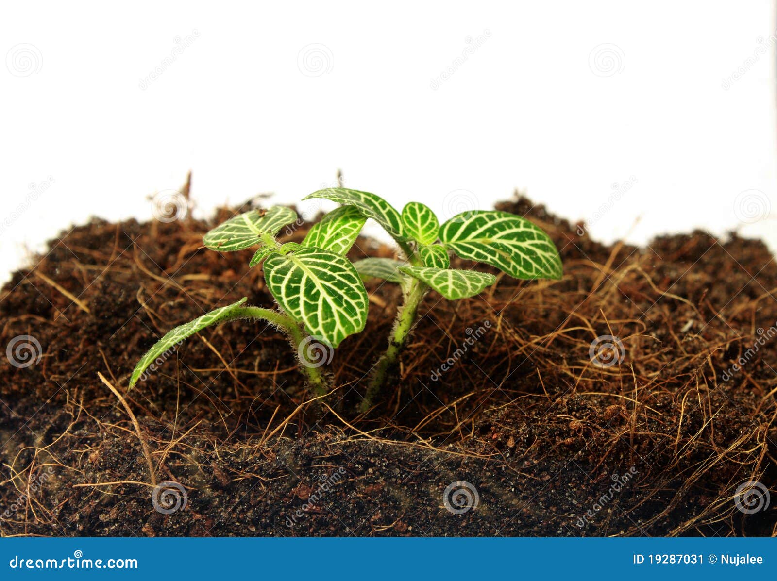 A little tree in soil stock image. Image of ovata, small - 19287031