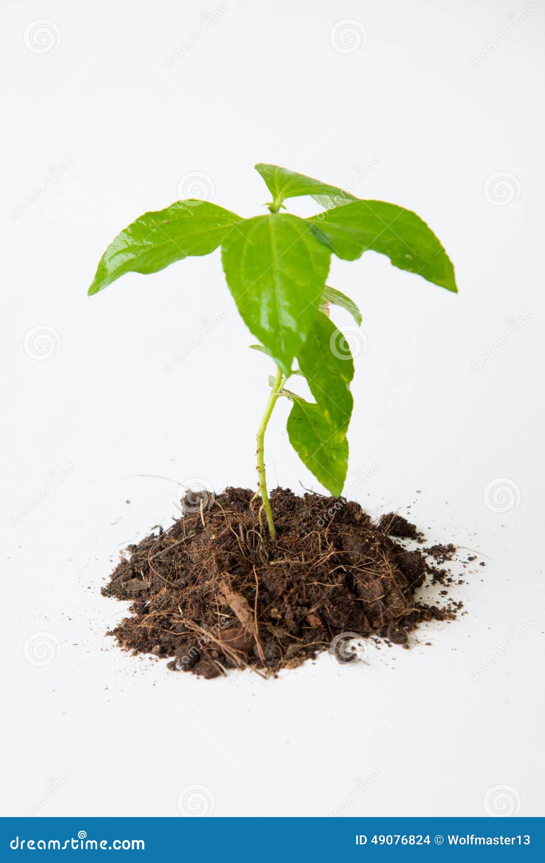 Little Tree with Soil Growing Stock Photo - Image of nature, heart ... Little Tree with Soil Growing Stock Photo - Image of nature, heart ...