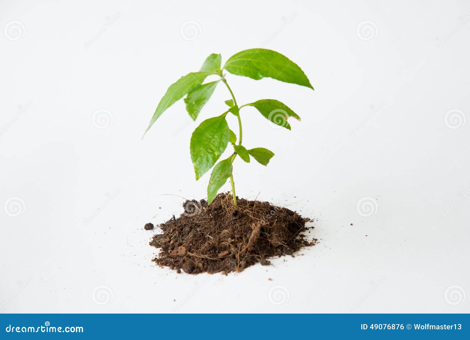 Little Tree with Soil Growing Stock Photo - Image of closeup, isolated ... Little Tree with Soil Growing Stock Photo - Image of closeup, isolated ...