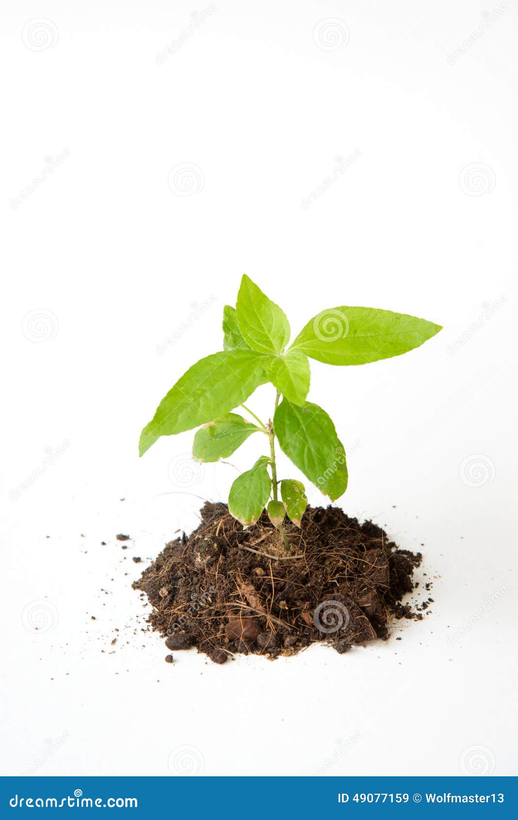 Little Tree with Soil Growing Stock Image - Image of green, leaf: 49077159