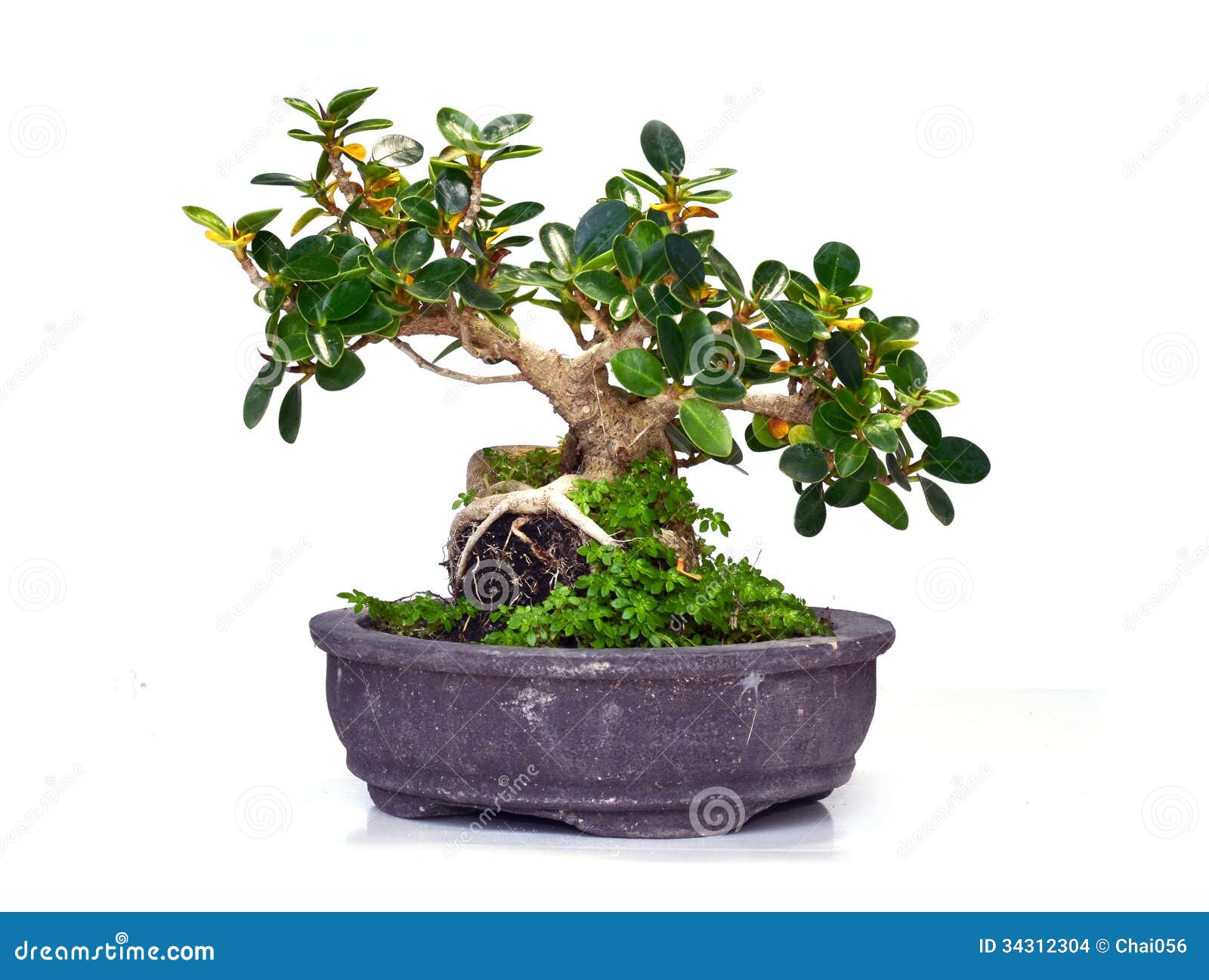 Little tree stock photo. Image of green, grown, nature - 34312304