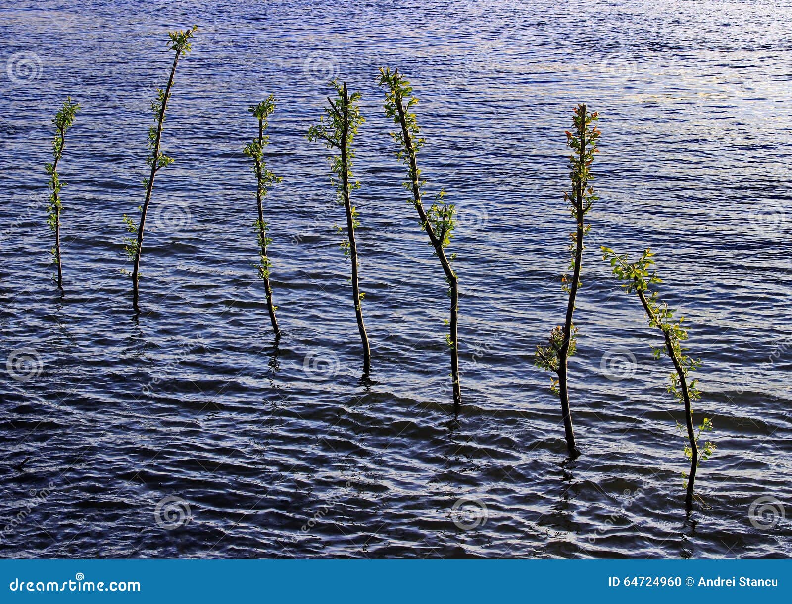 Little trees in blue water stock photo. Image of branches - 64724960