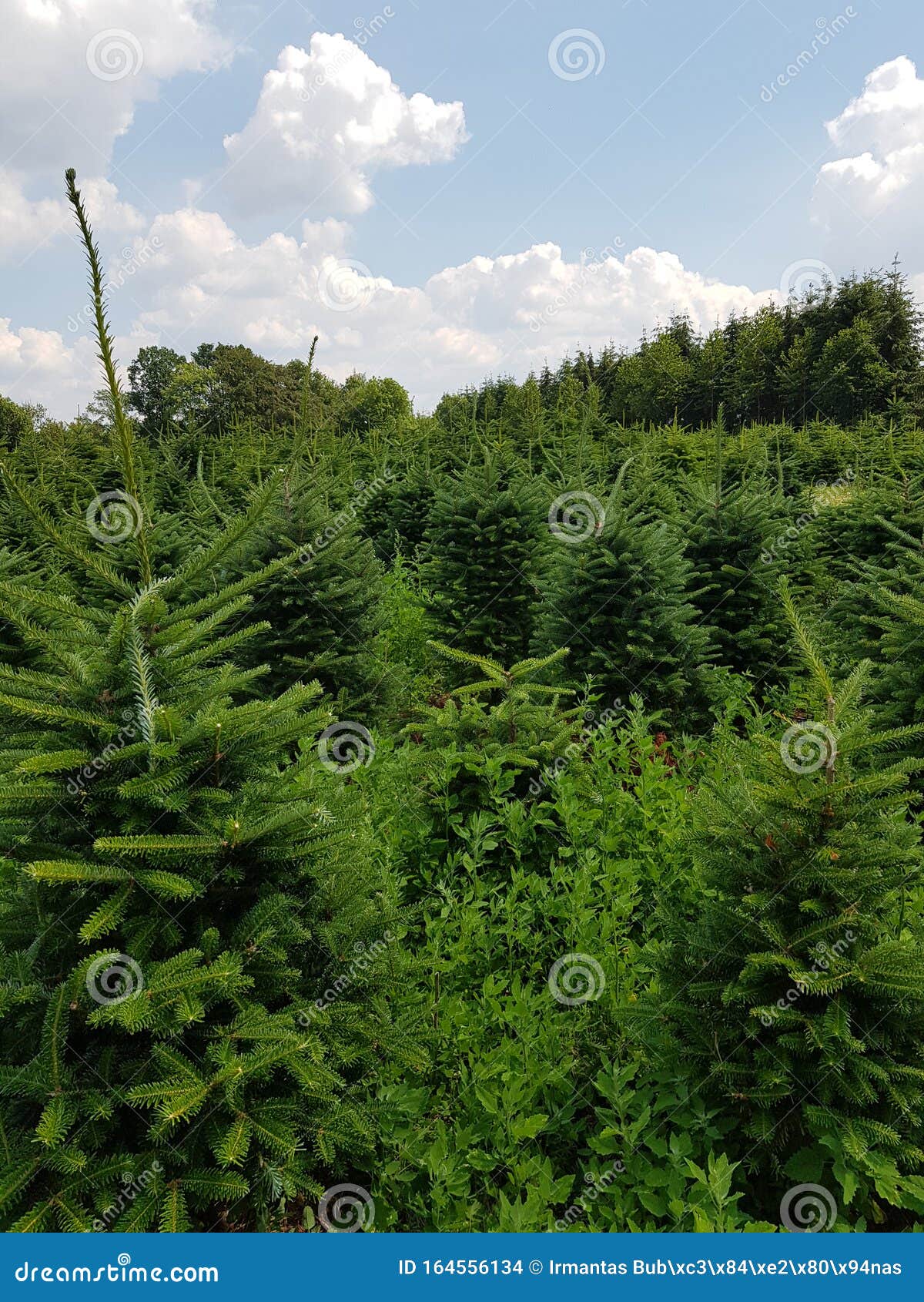 Little Trees Forest Summer Amazing Stock Photo - Image of trees ...