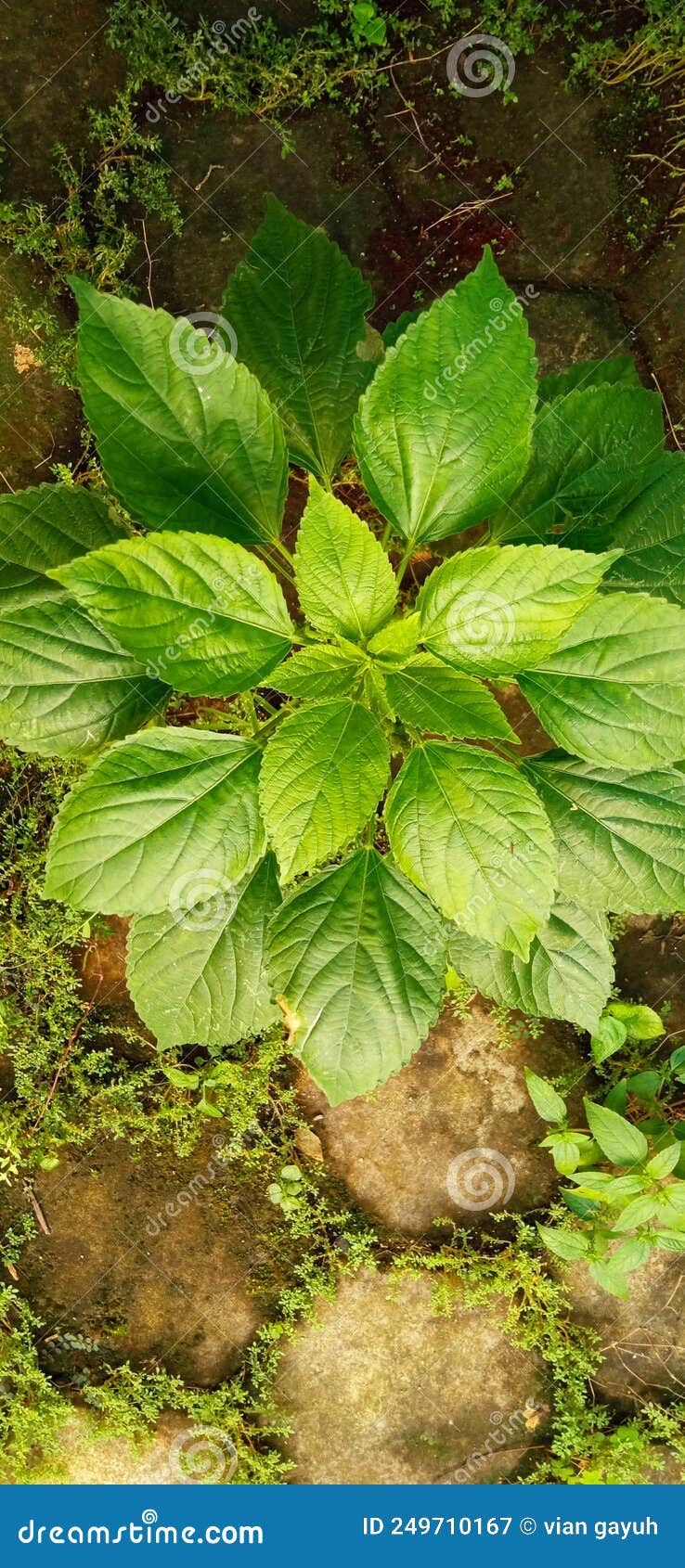 Little Trees in the Garden and always Better Stock Image - Image of ...