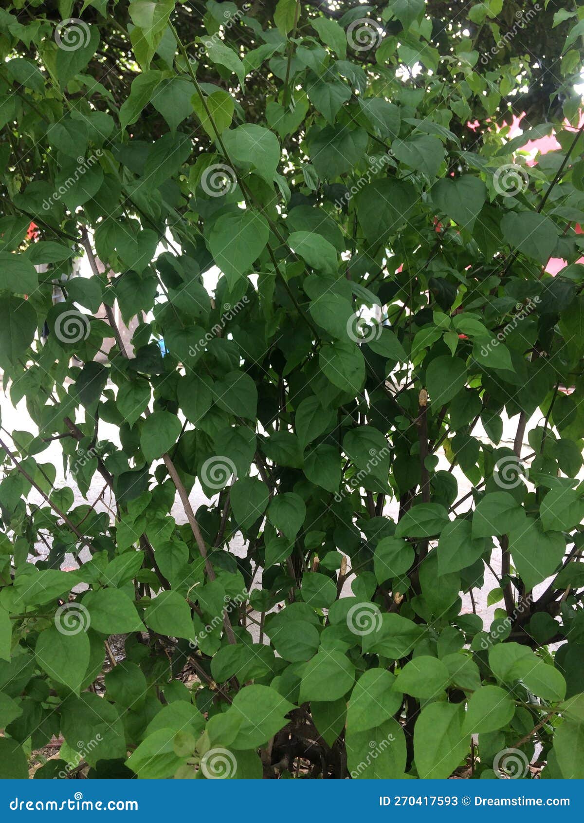 Little trees stock image. Image of trees, little, green - 270417593