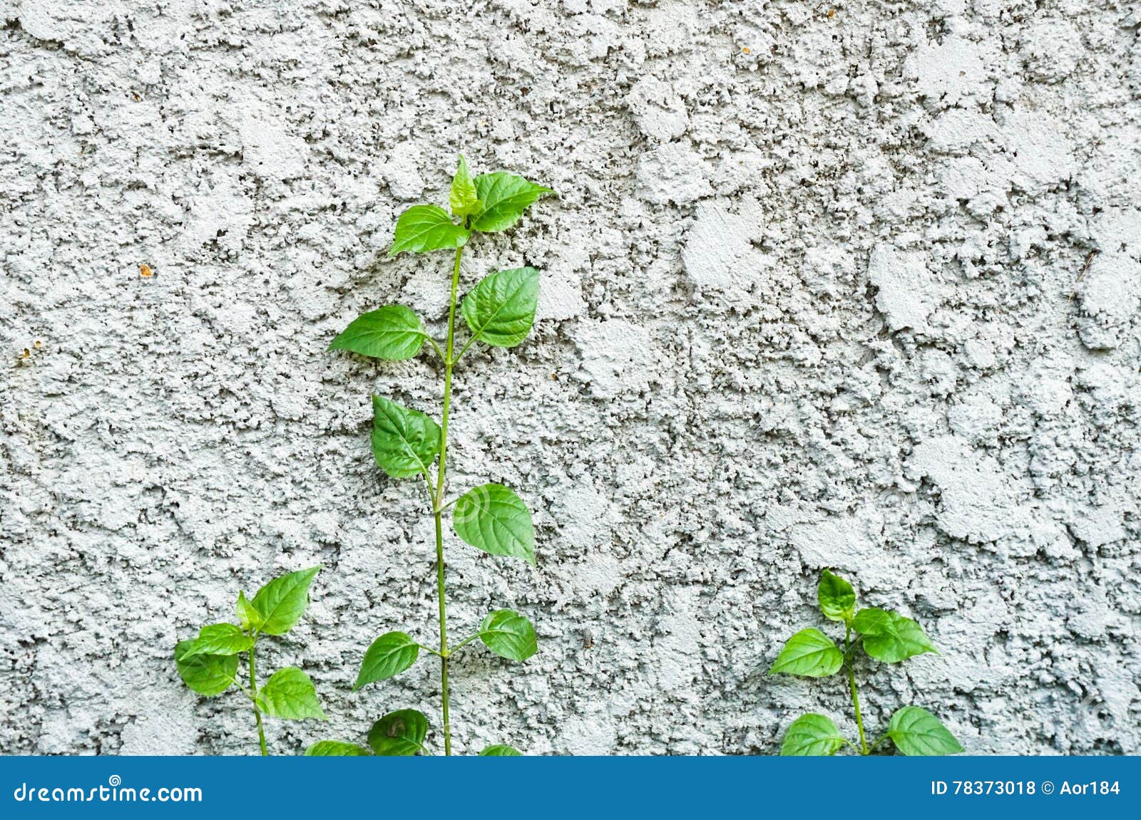 Little Trees Grow on Concrete Wall Stock Photo - Image of decoration ...