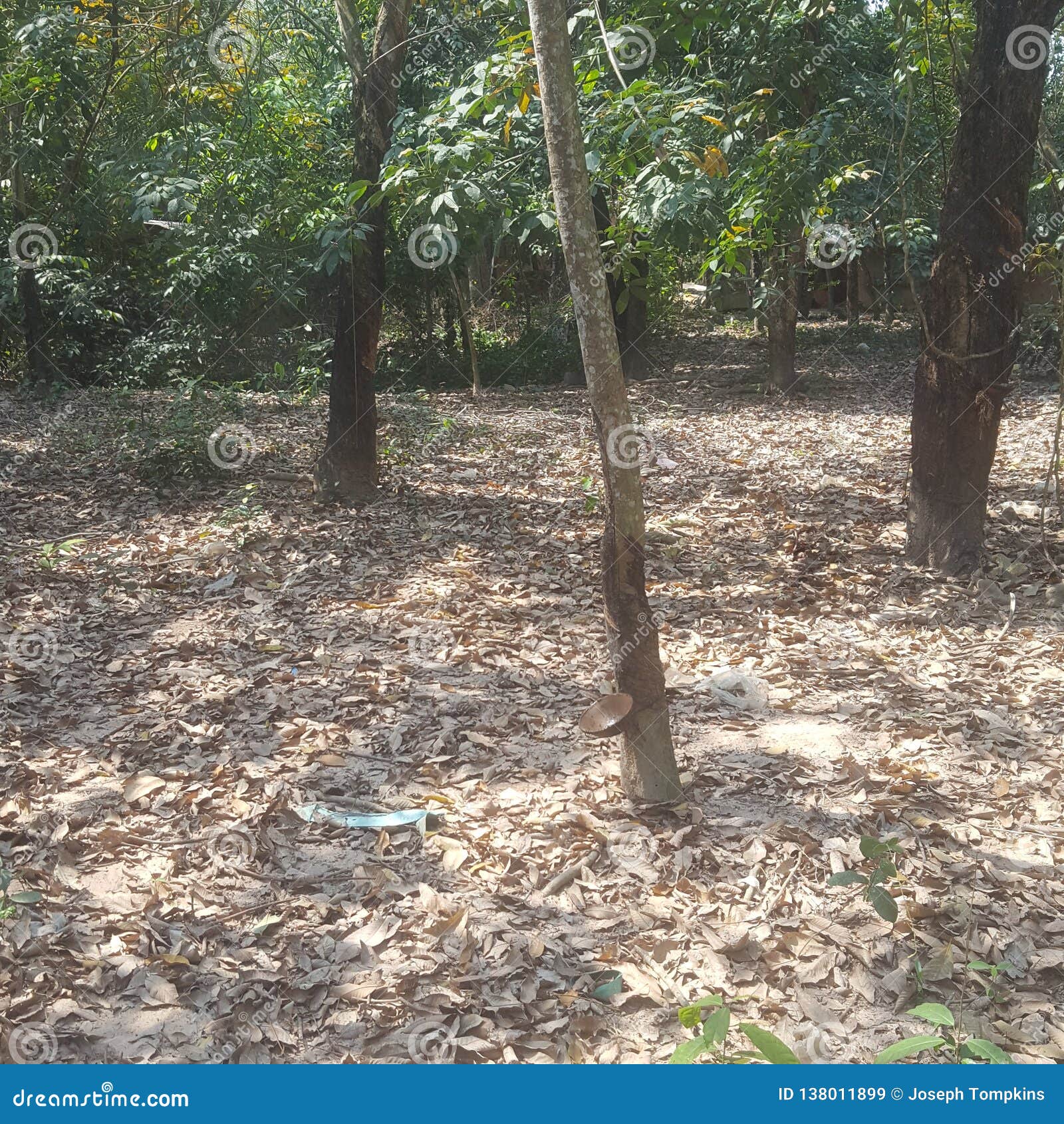 3 little trees stock image. Image of walking, little - 138011899