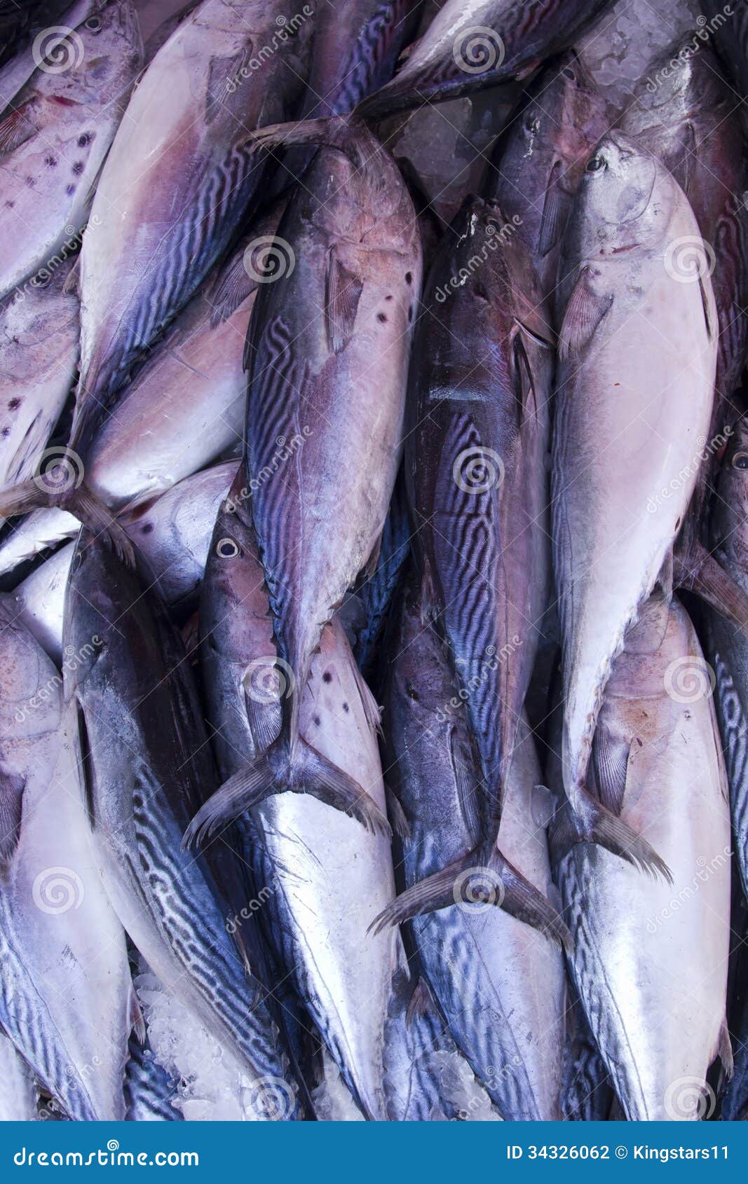 Little tunny fish stock photo. Image of fishing, holiday - 34326062