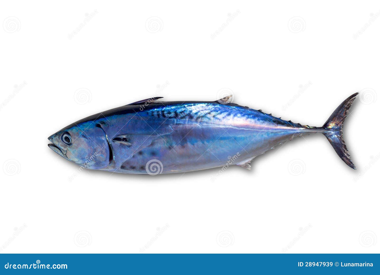 Little Tunny Fish In Market Royalty-Free Stock Photography ...