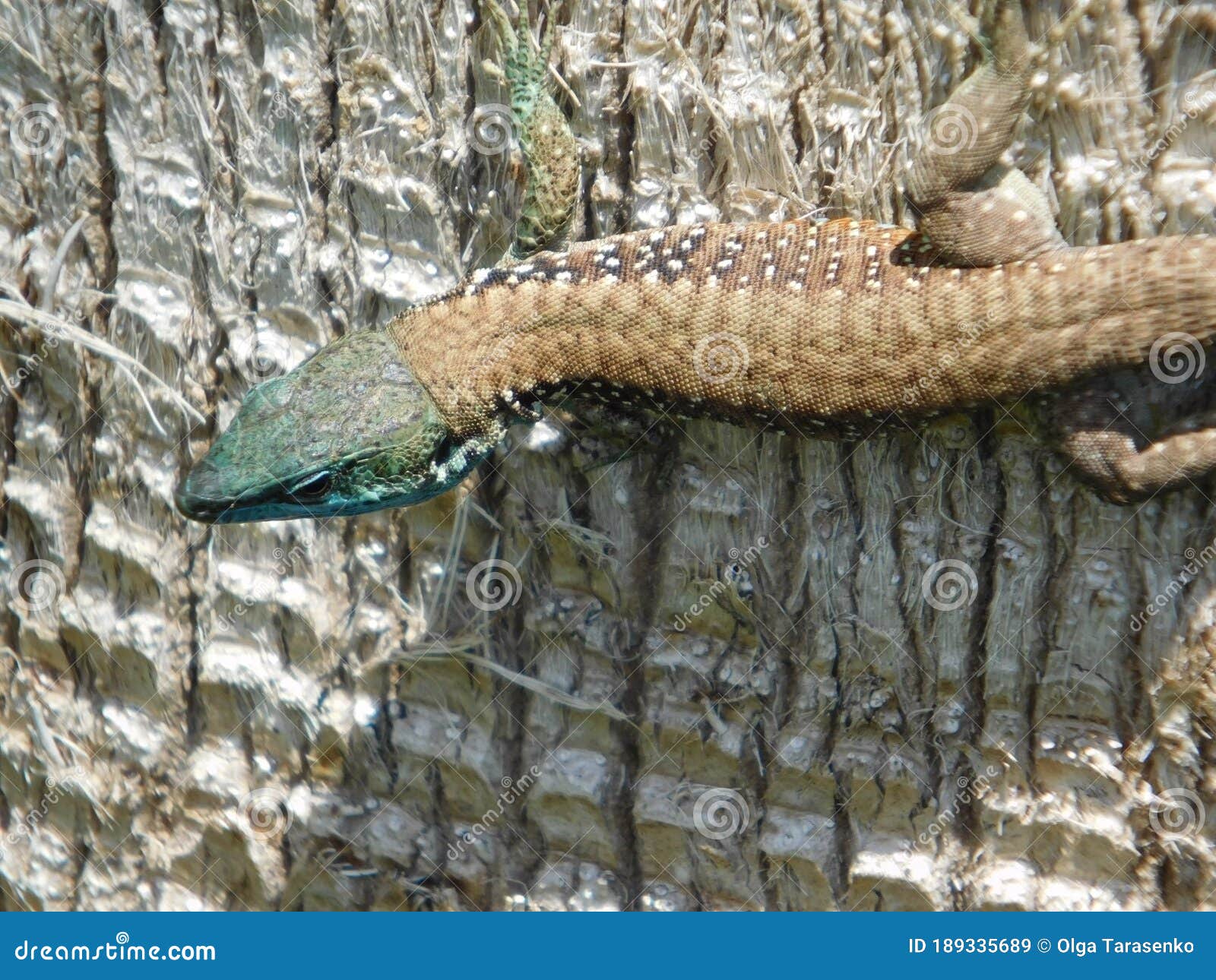 Little turquoise lizard stock image. Image of long, little - 189335689
