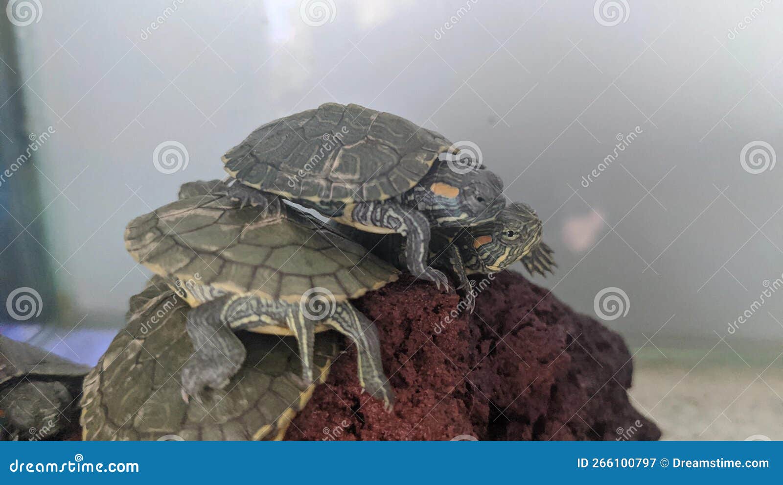The little turtle stock image. Image of turtle, rock - 266100797