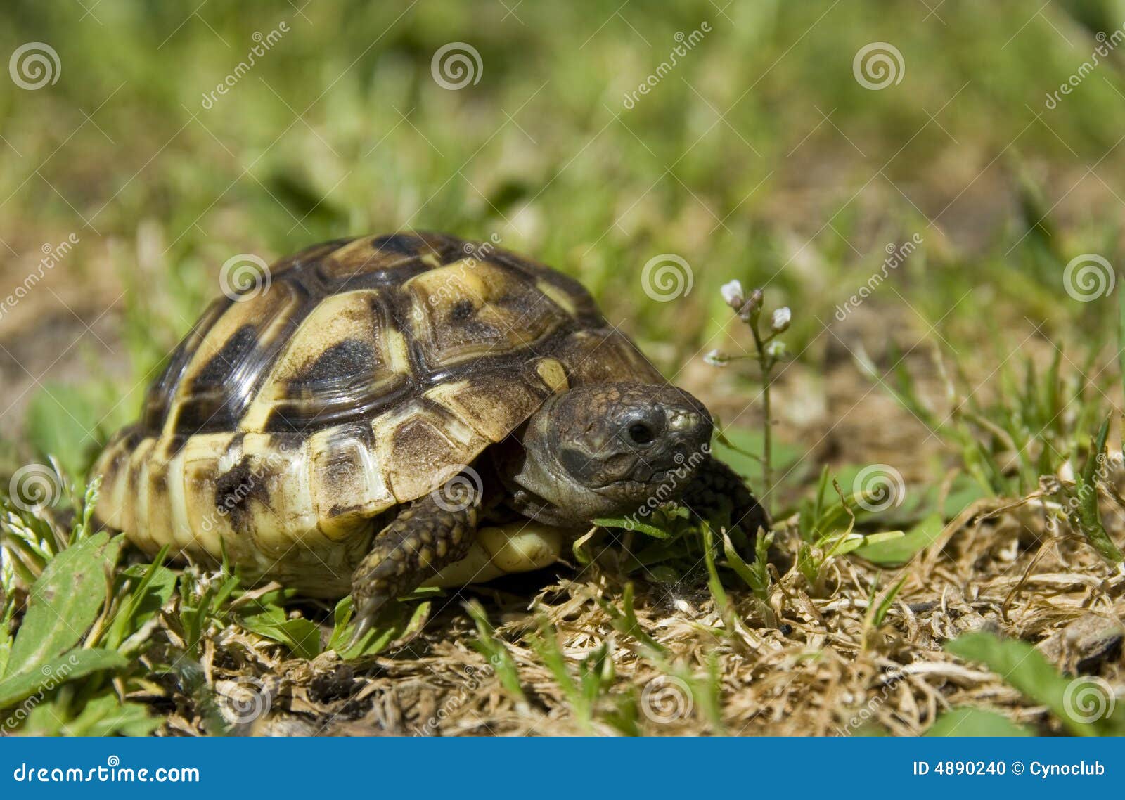 Little turtle stock photo. Image of tortoise, young, animal - 4890240