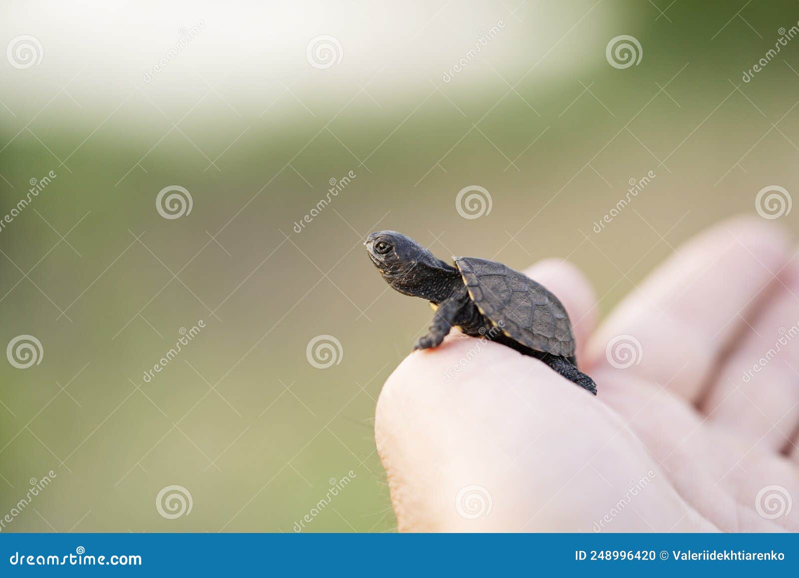Little Turtle Arm Stock Photos - Free & Royalty-Free Stock Photos from ...