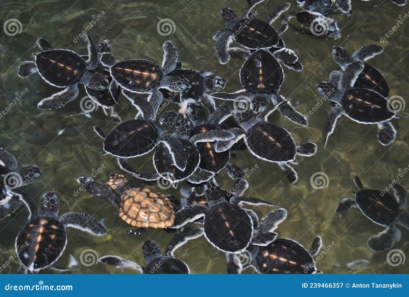 The Little Turtle. Sea Turtle. Turtle. Turtles. Stock Image - Image of ...
