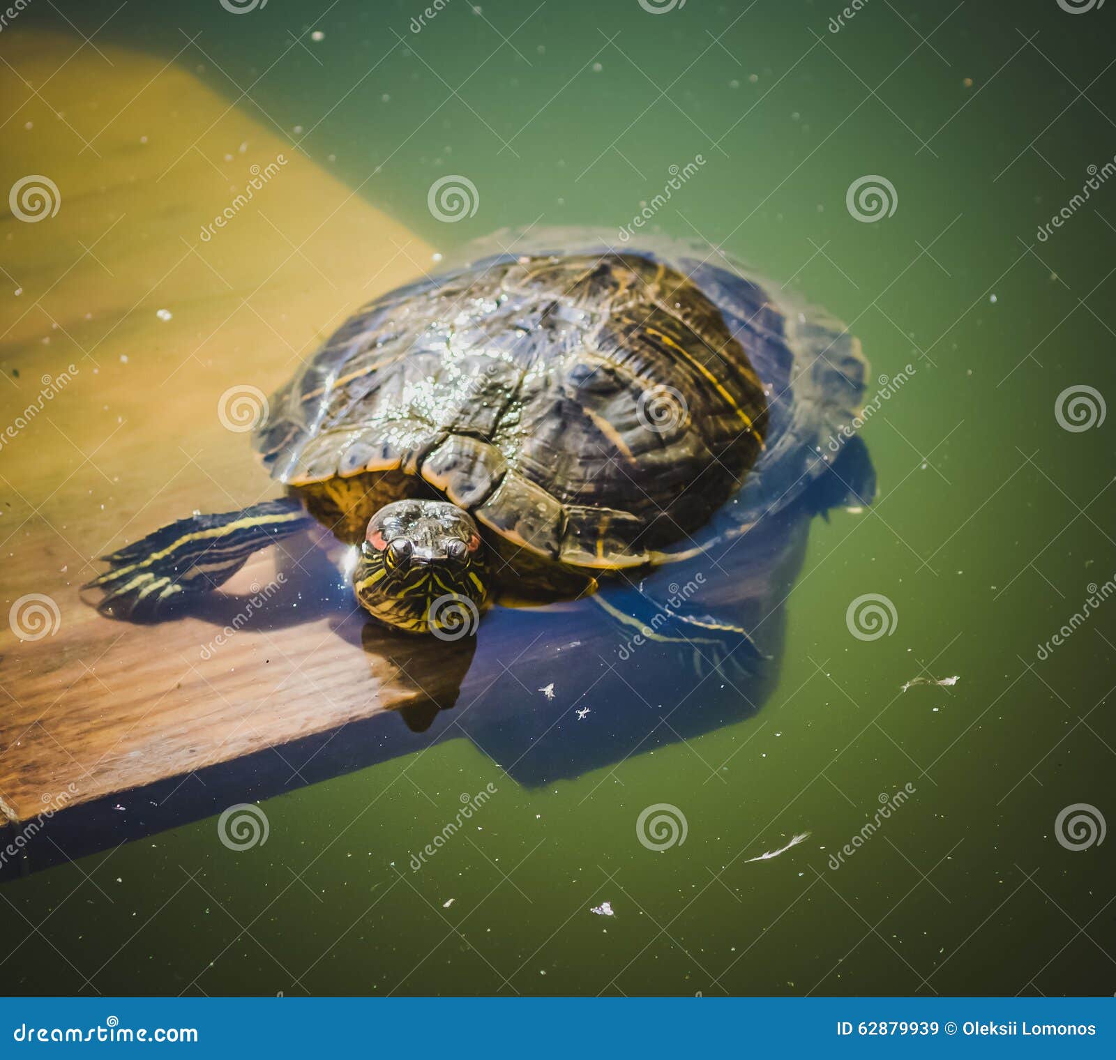 Little Turtle Basking in the Sun Stock Image - Image of beautiful, pond ...