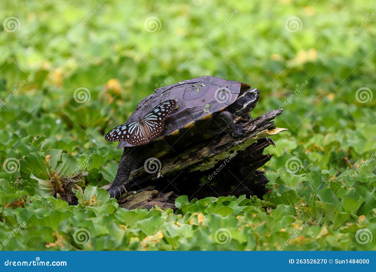 Little Turtle and Butterfly Stock Photo - Image of wildlife, little ...