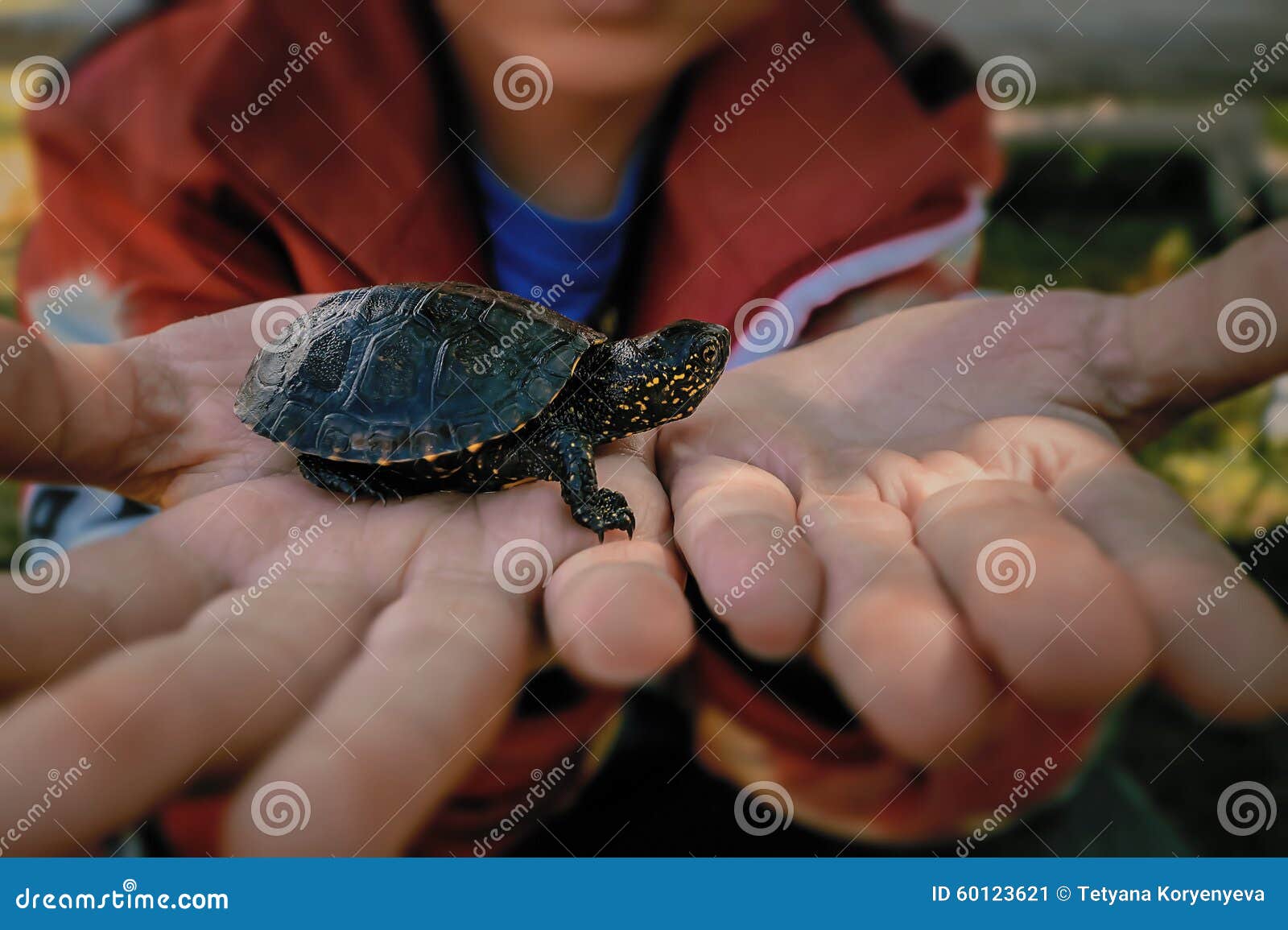 Little Turtle on Children S Hands Stock Image - Image of leatherback ...