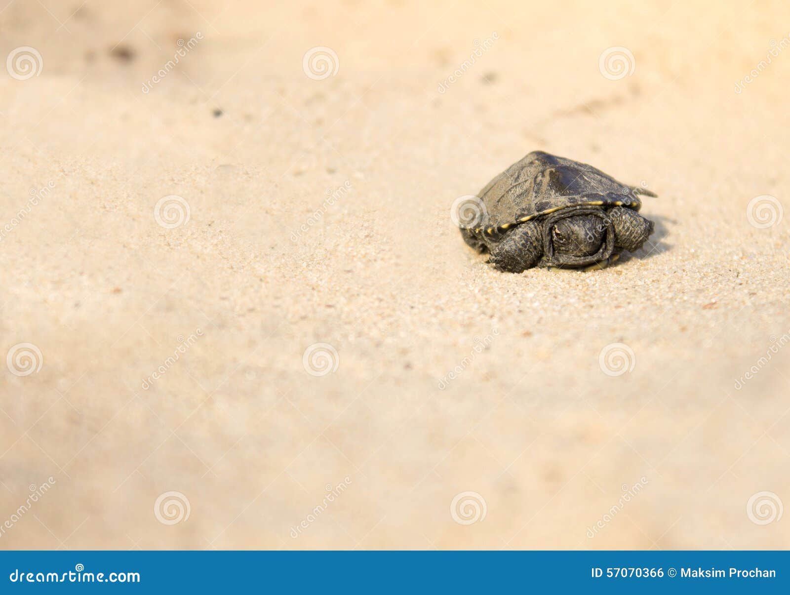 Little Turtle Crawling on Sand Stock Photo - Image of amphibians ...