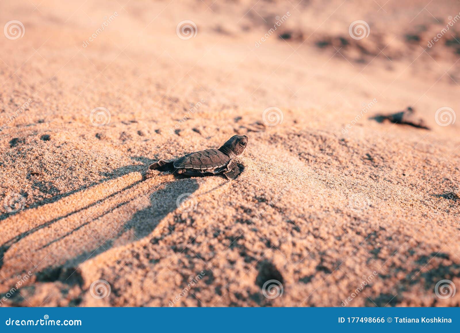 Little Turtle Crawling on a Sandy Beach Stock Photo - Image of instinct ...