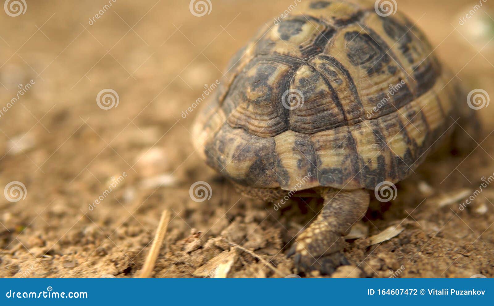 The Little Turtle is Crawling. Wild Nature. the Turtle is Slowly ...