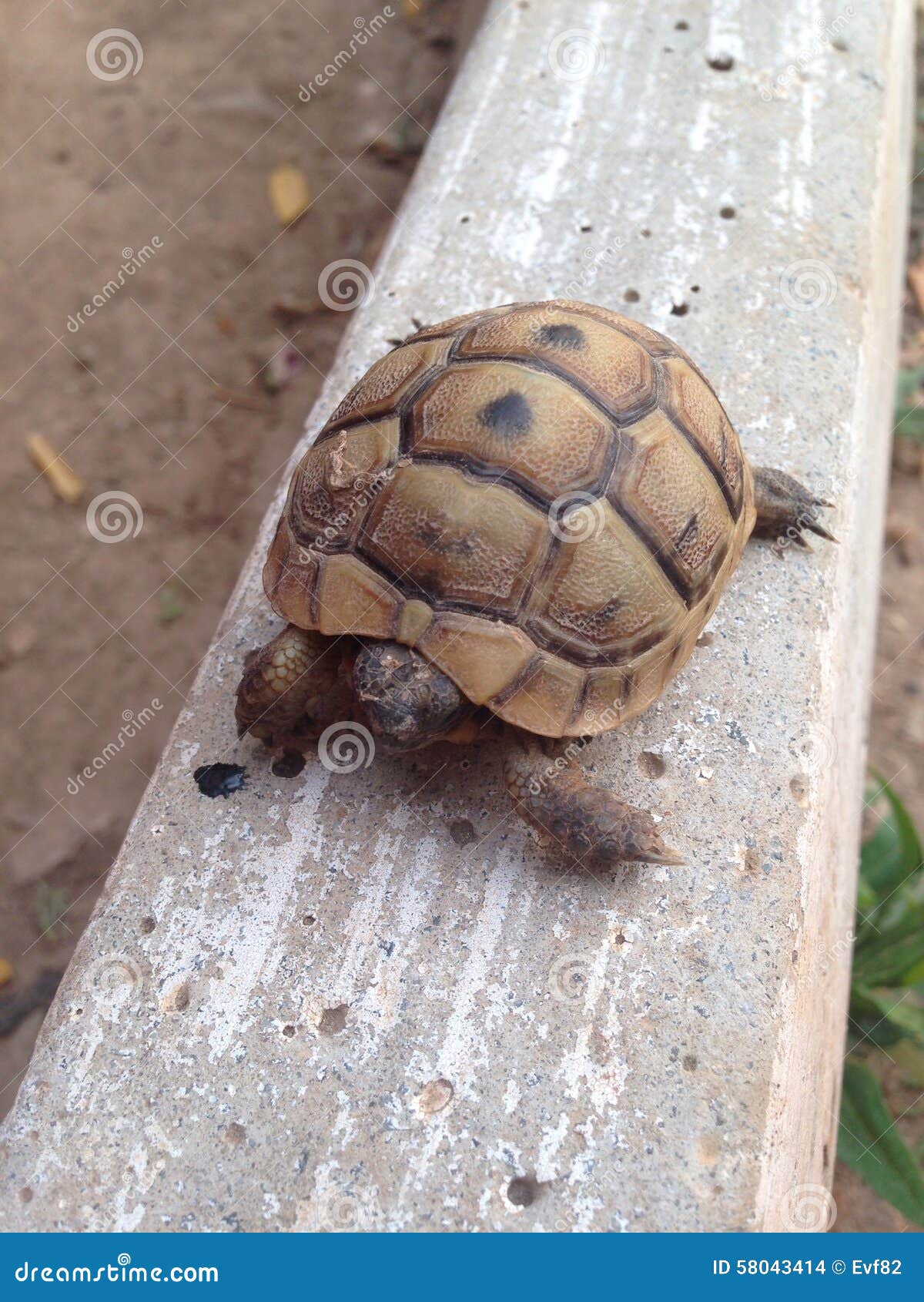 Little turtle stock photo. Image of animals, wild, extremely - 58043414